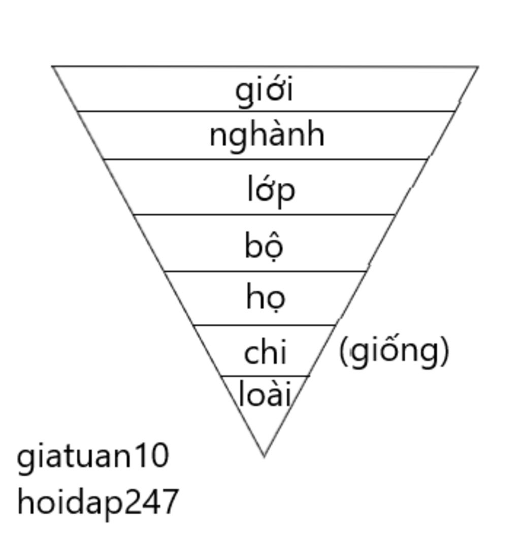 các bậc phân loại thế giới sống từ thấp đến caoooo . cảm ơn câu hỏi ...
