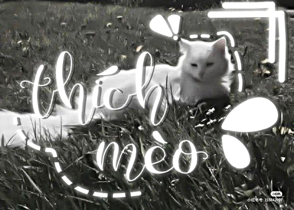 Calligraphy digital: thích mèo `` - câu hỏi 7845912