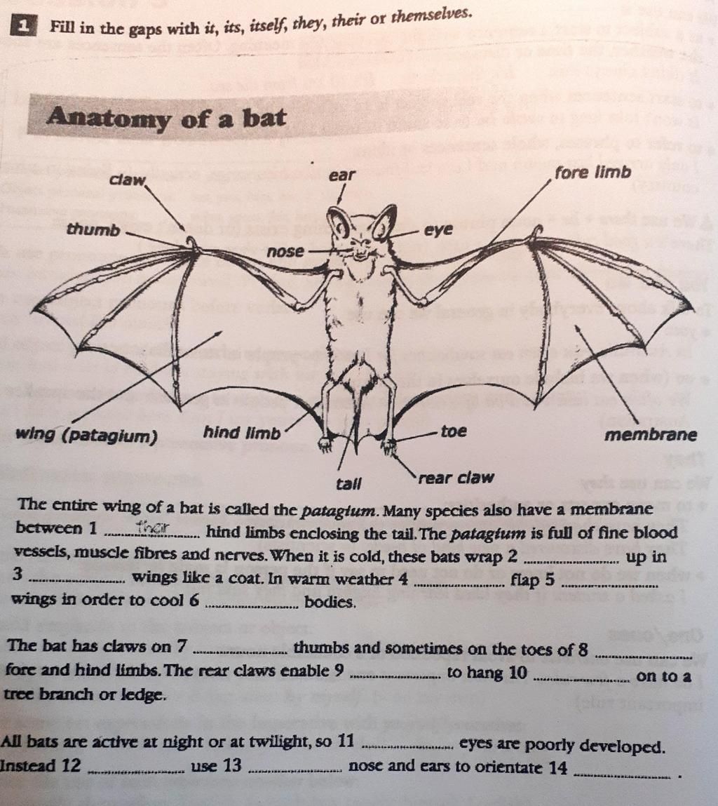 1 Fill in the gaps with it, its, itself, they, their or themselves ...