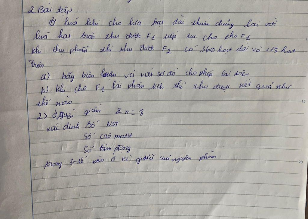 2 Bai tap ở lúa khi cho lúa hạt dài thuần chủng lại với lua hat tron ...