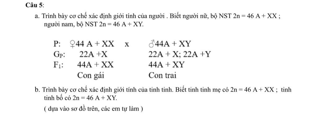 Câu 5: a. Trình bày cơ chế xác định giới tính của người . Biết người nữ ...