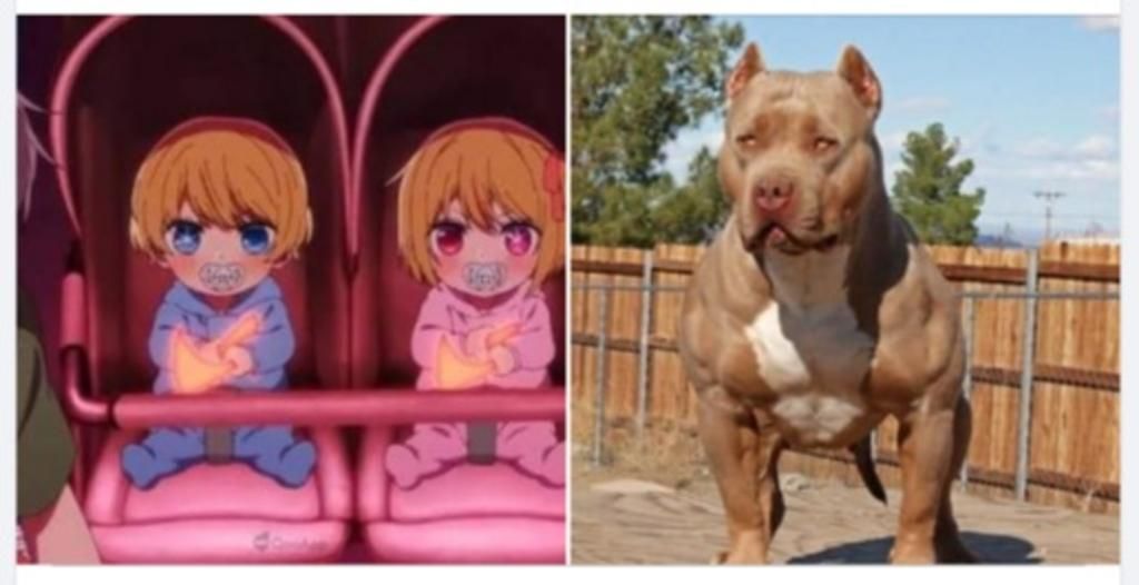 Calli: DBT NL: Aqua và Ruby (baby) vs Pitbull ĐK: Full feat vả nhau Map ...