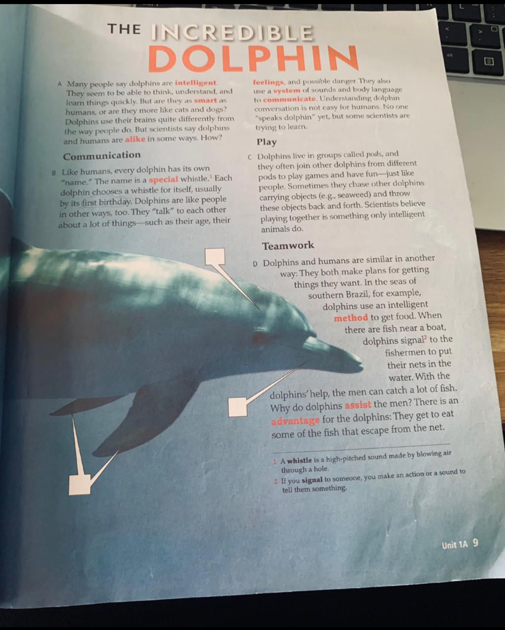 THE INCREDIBLE DOLPHIN A Many people say dolphins are intelligent. They ...