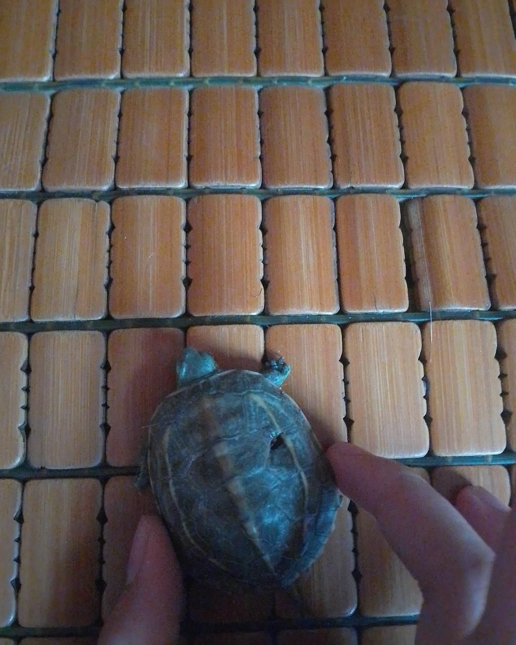 Con rùa nhà em nó bị chó nhà em nó làm ra như vậy. Bị vỡ mai rùa( rùa ...