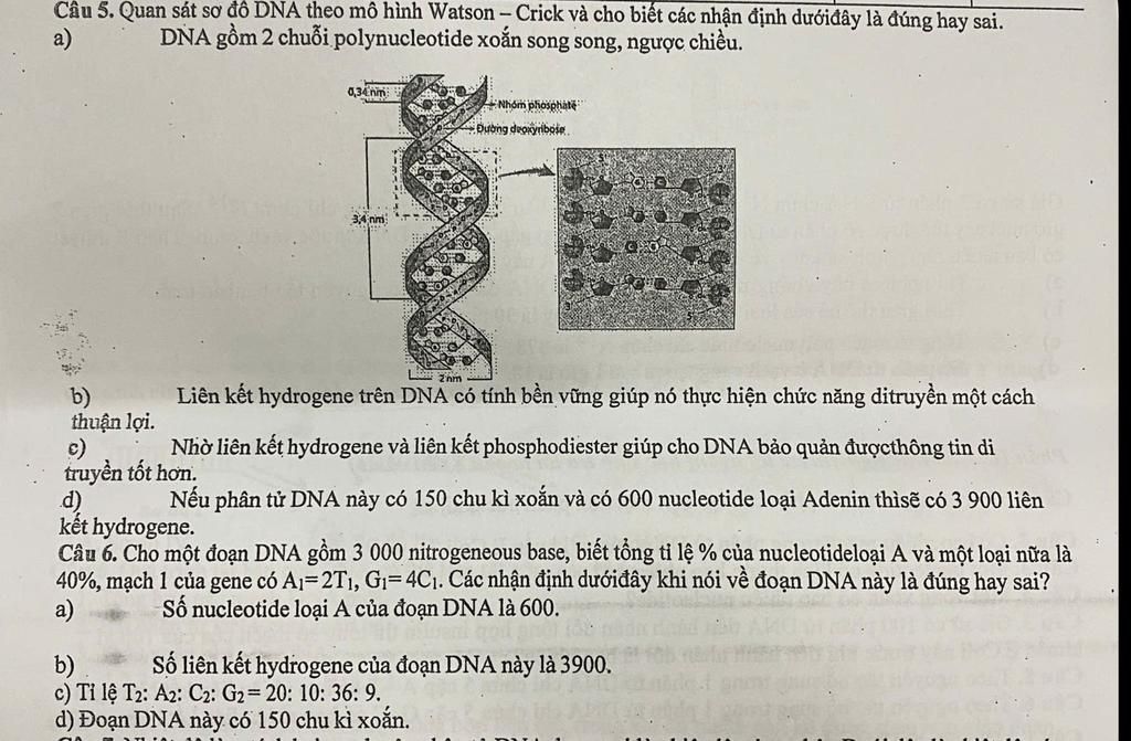 Câu 5. Quan sát sơ đồ DNA theo mô hình Watson – Crick và cho biết các ...