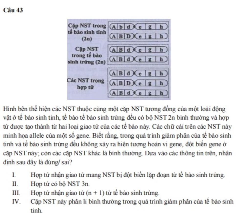 Câu 43 Cặp NST trong (Ab[dre|g|h tế bào sinh tinh ABD egh (2n) Cặp NST ...